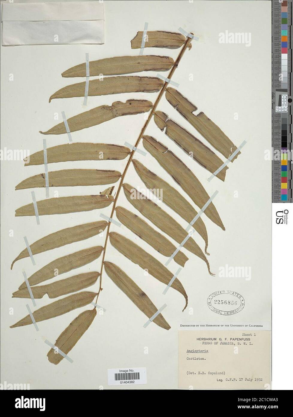 Angiopteris sp Angiopteris sp Stock Photo - Alamy