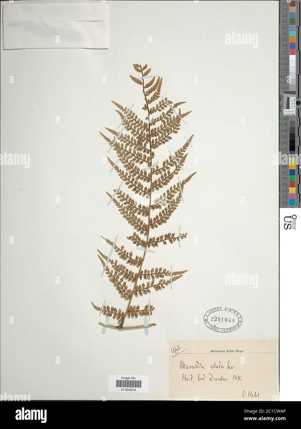 Marattia alata Sw Marattia alata Sw Stock Photo - Alamy