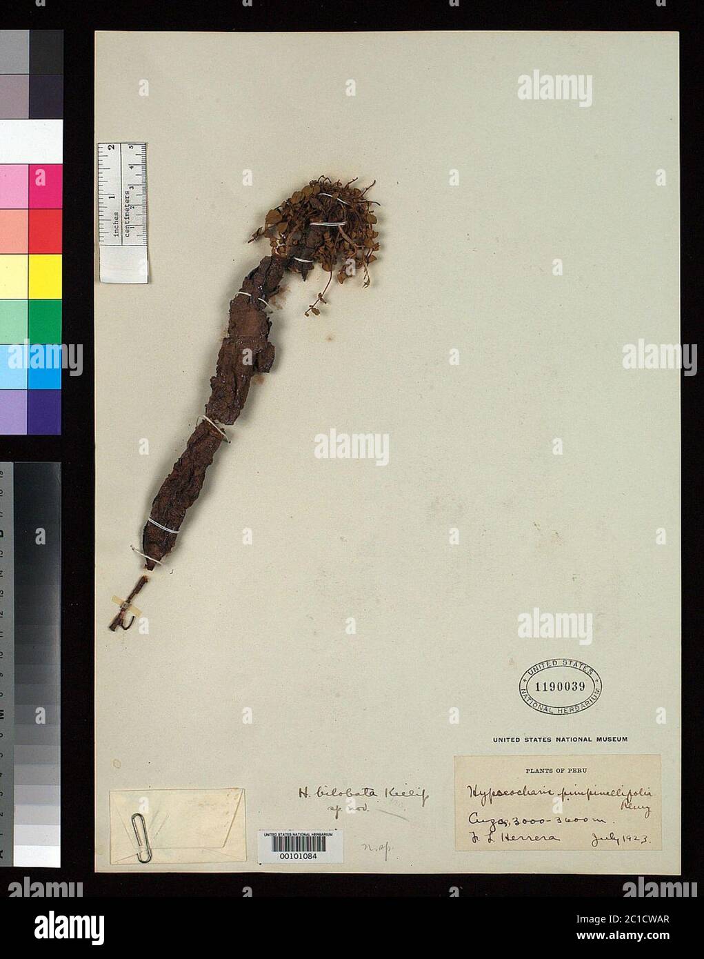 Bilobata hi-res stock photography and images - Alamy