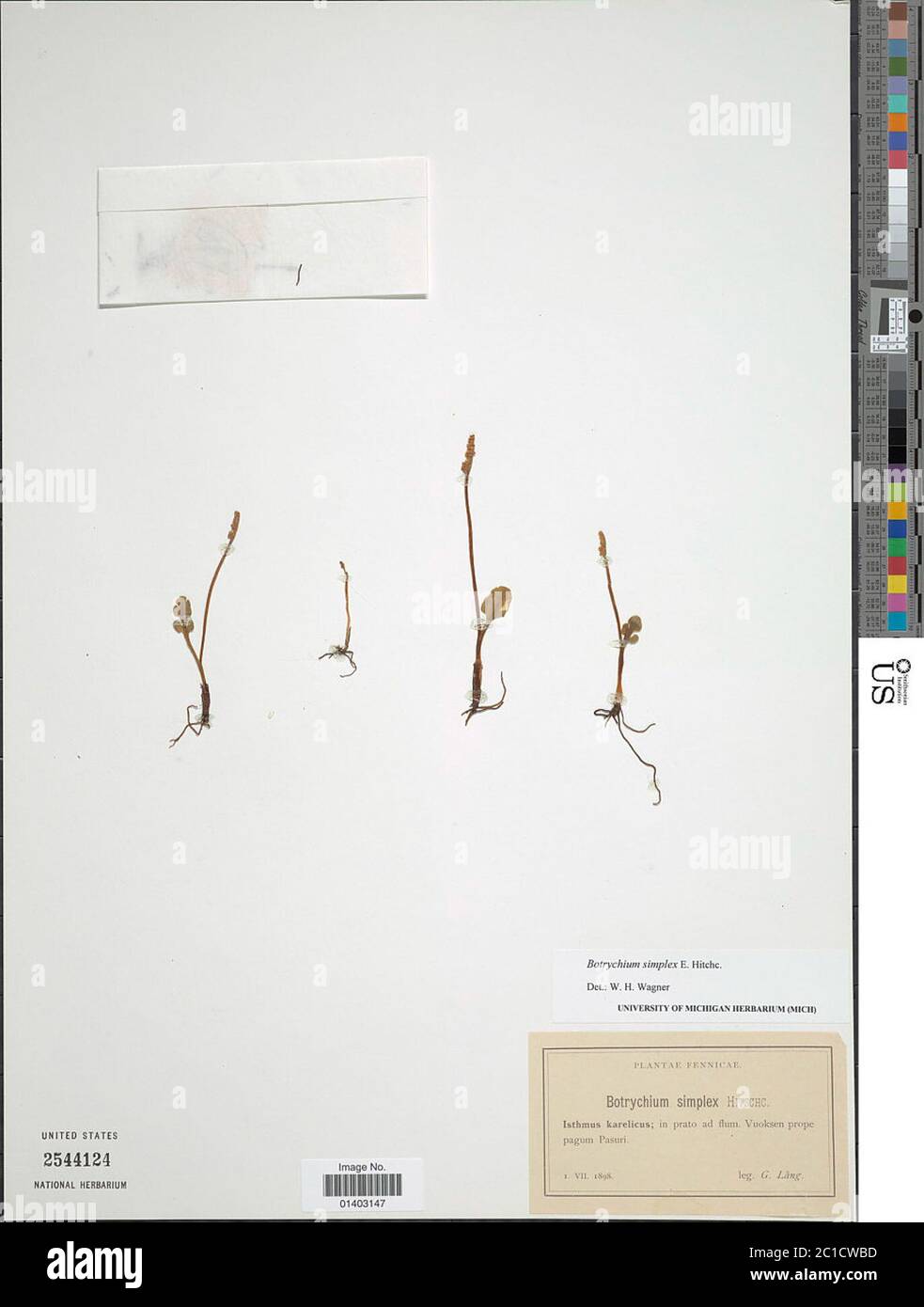 Botrychium simplex E Hitchc Botrychium simplex E Hitchc Stock Photo - Alamy