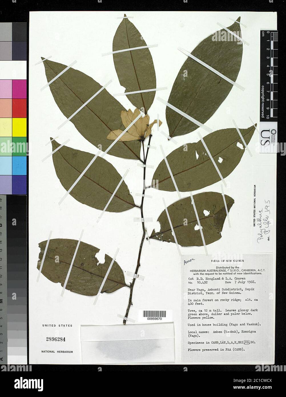 Polyalthia sp Polyalthia sp Stock Photo - Alamy