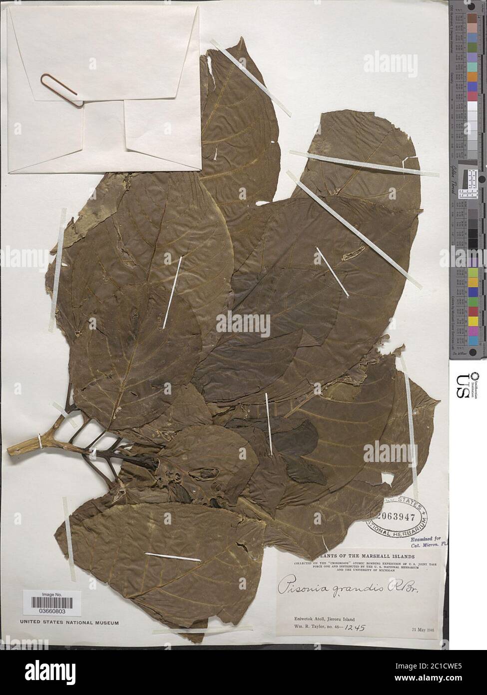 Pisonia tree hi-res stock photography and images - Alamy