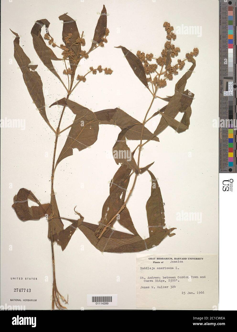 Buddleja americana L Buddleja americana L Stock Photo - Alamy