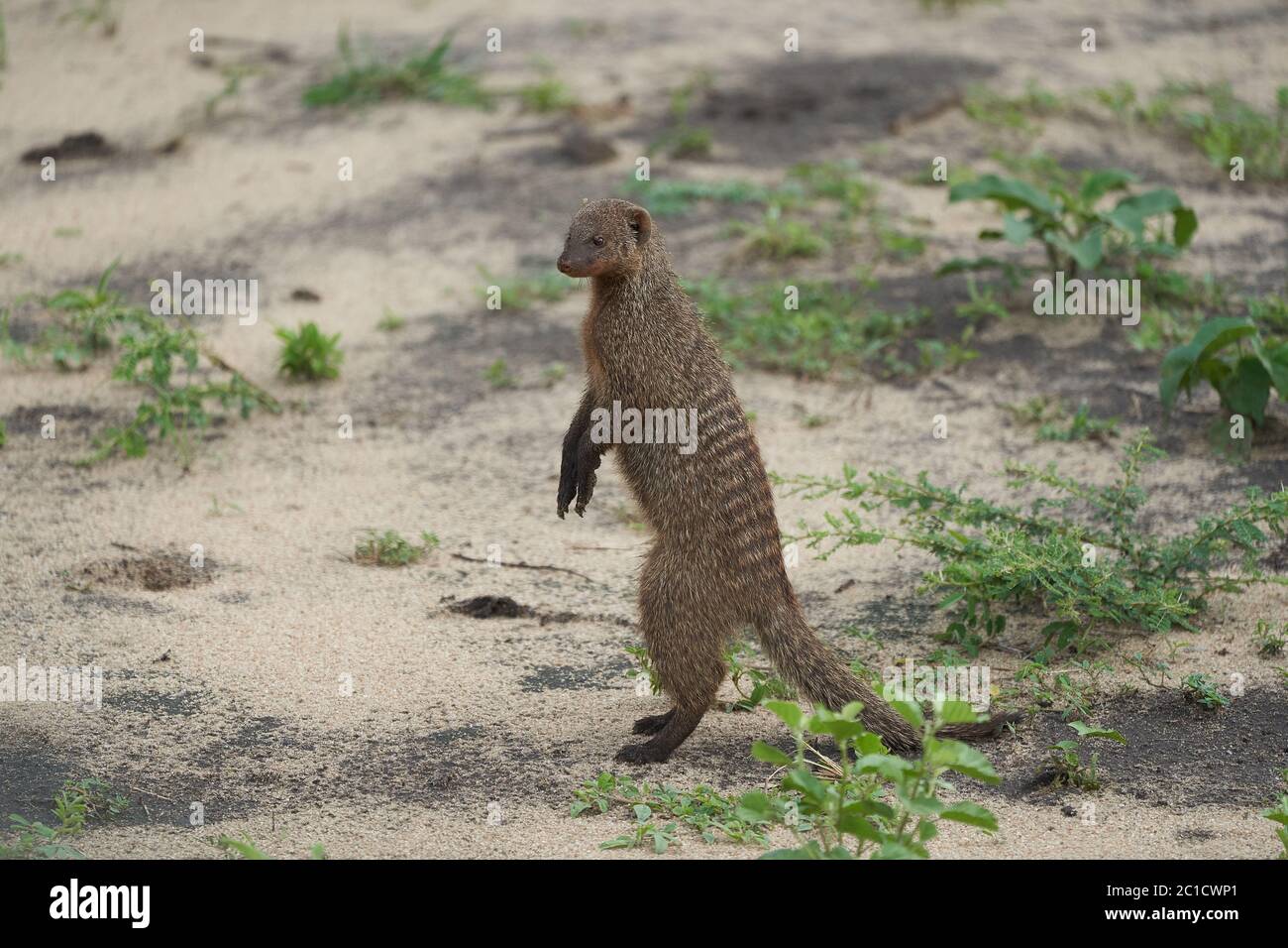 Banded mongoose Mungos mungo Group Playing Africa Stock Photo - Alamy