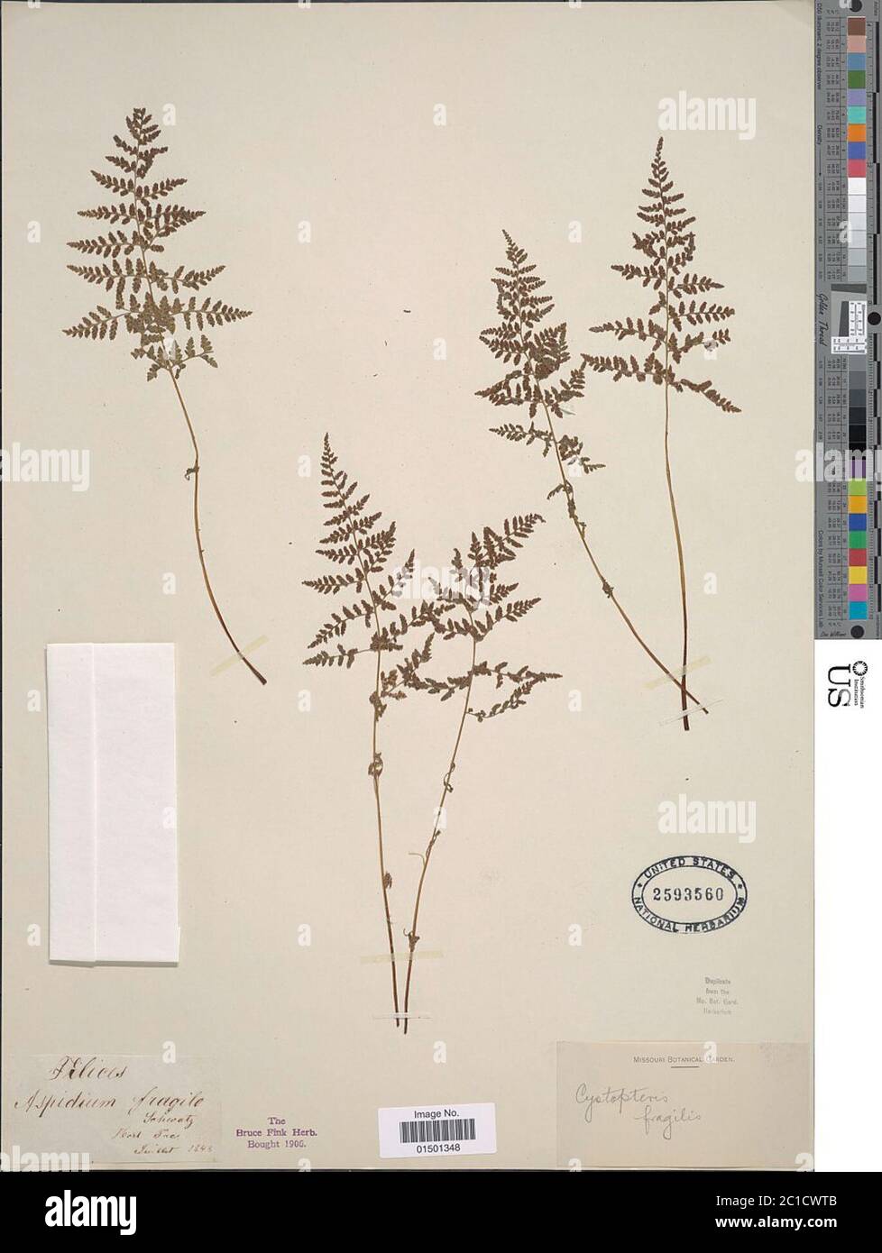 Cystopteris dickieana R Sim Cystopteris dickieana R Sim Stock Photo - Alamy