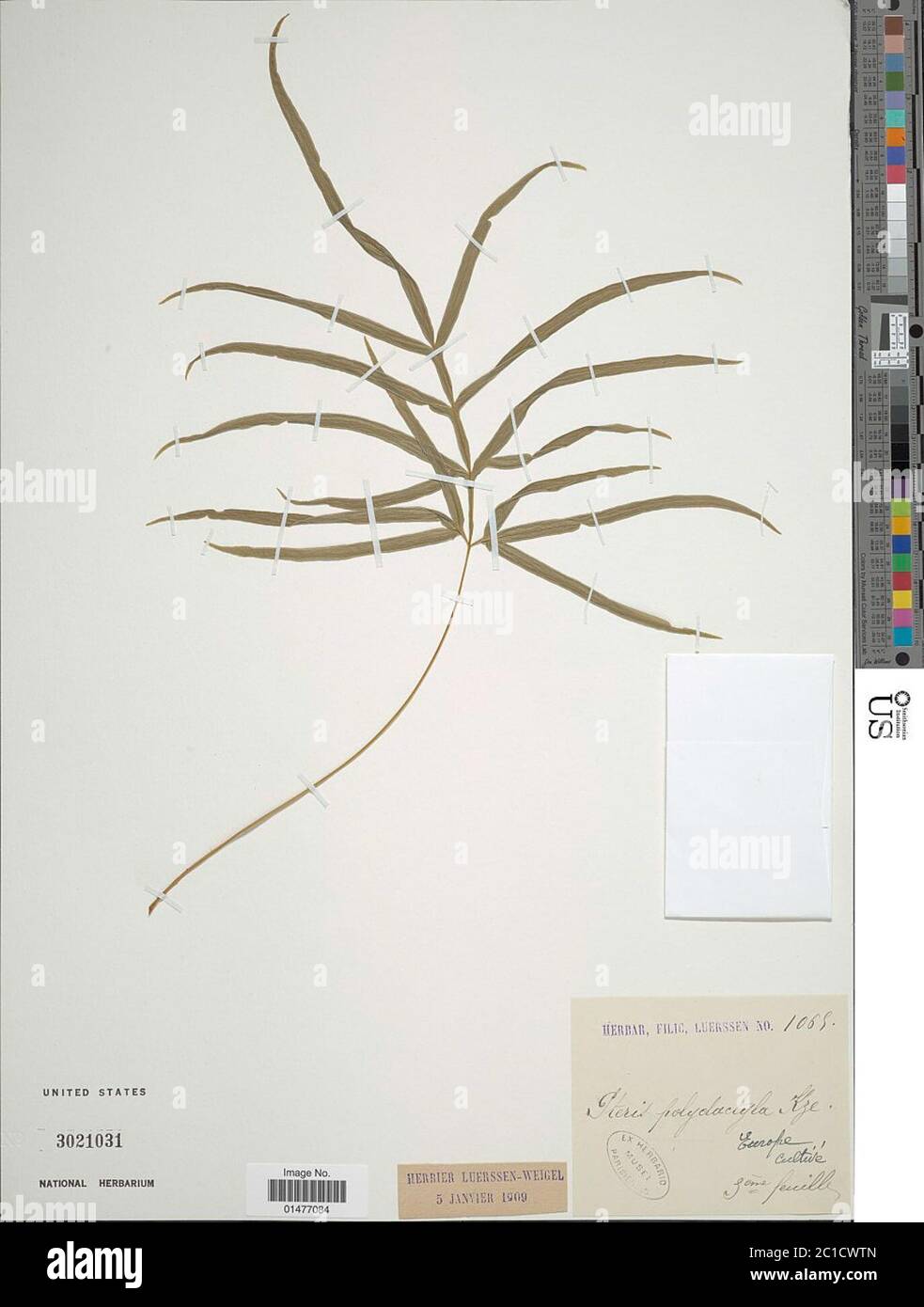 Pteris multifida Pteris multifida Stock Photo - Alamy