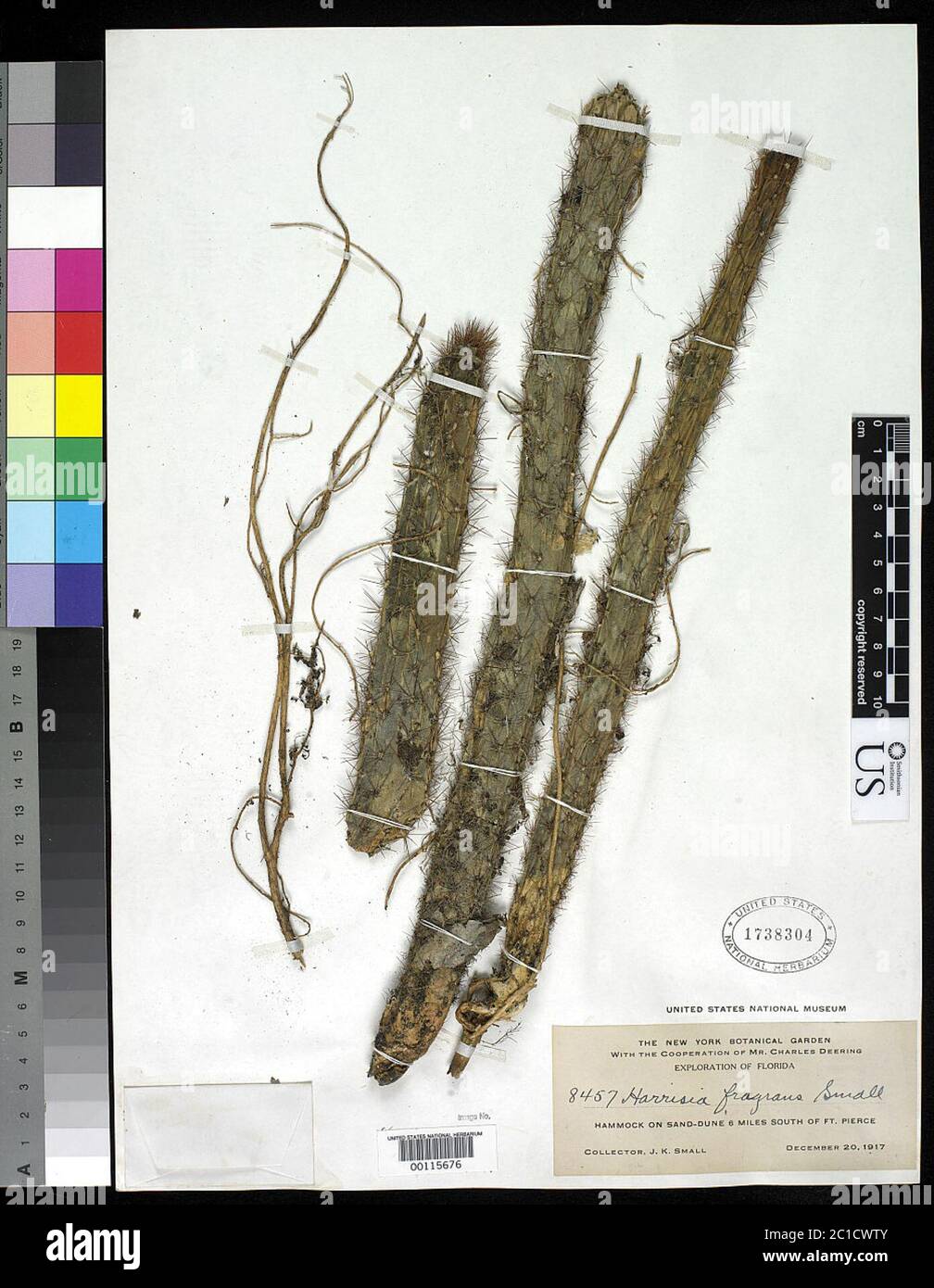 Harrisia fragrans Small in Britton Rose Harrisia fragrans Small in ...