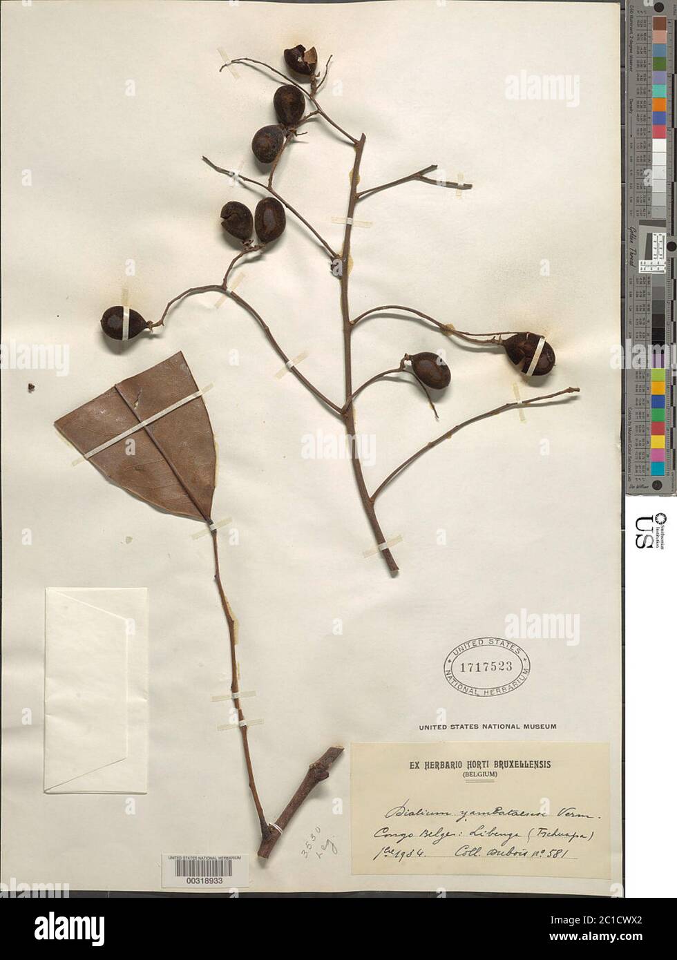 Dialium hi-res stock photography and images - Alamy