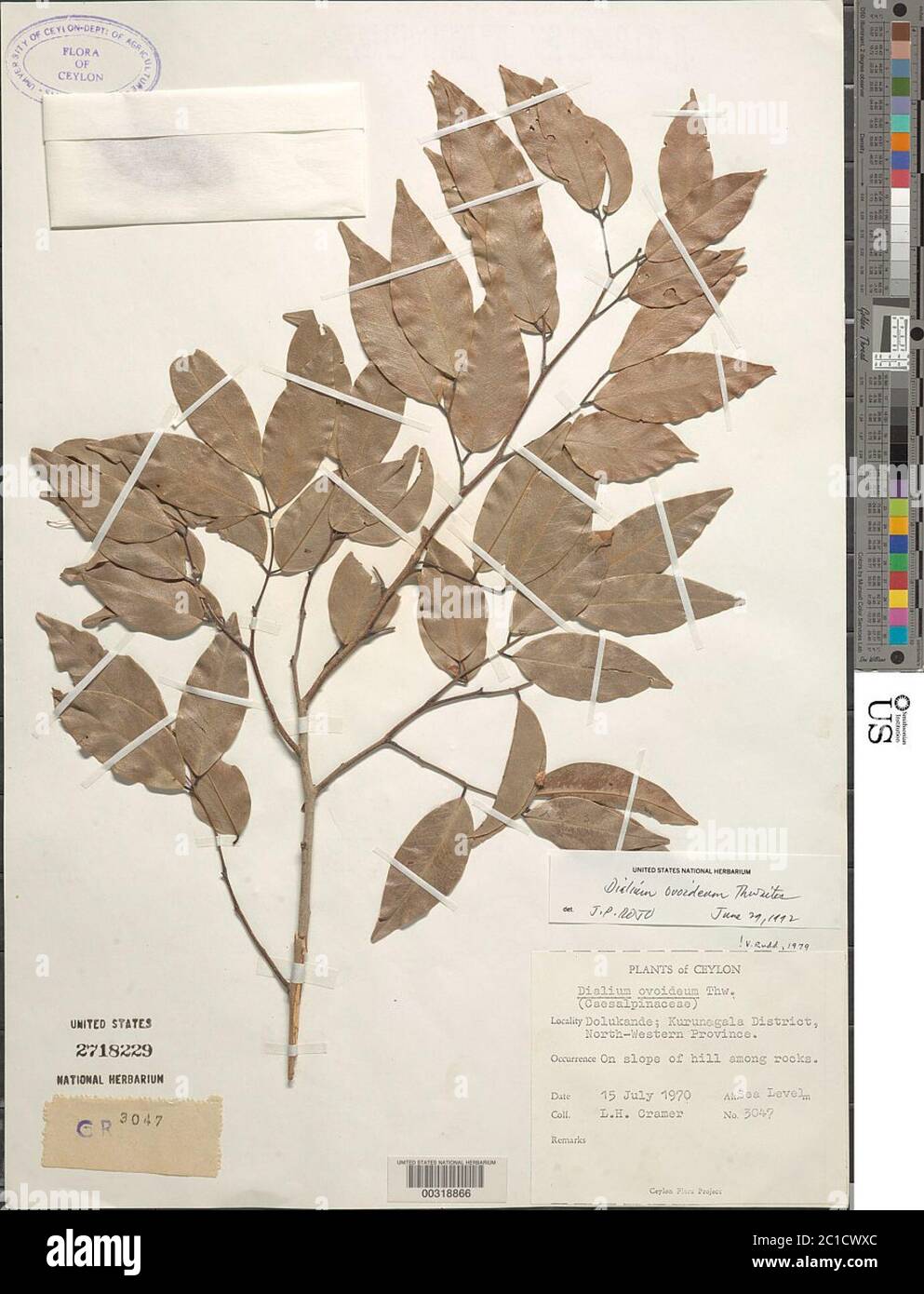 Dialium hi-res stock photography and images - Alamy