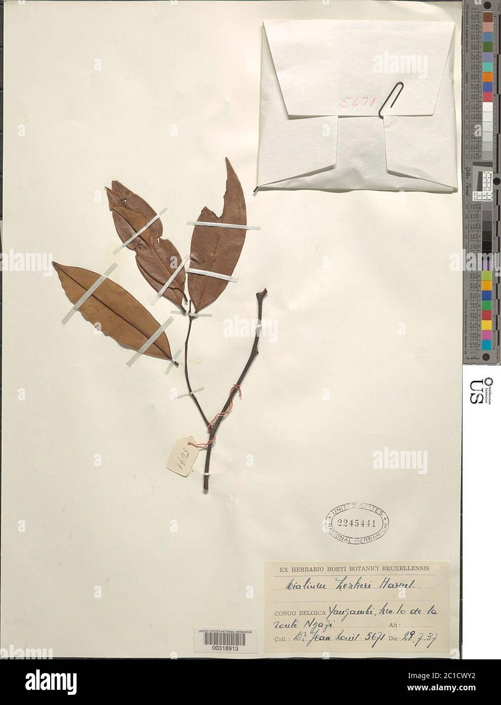 Dialium hi-res stock photography and images - Alamy