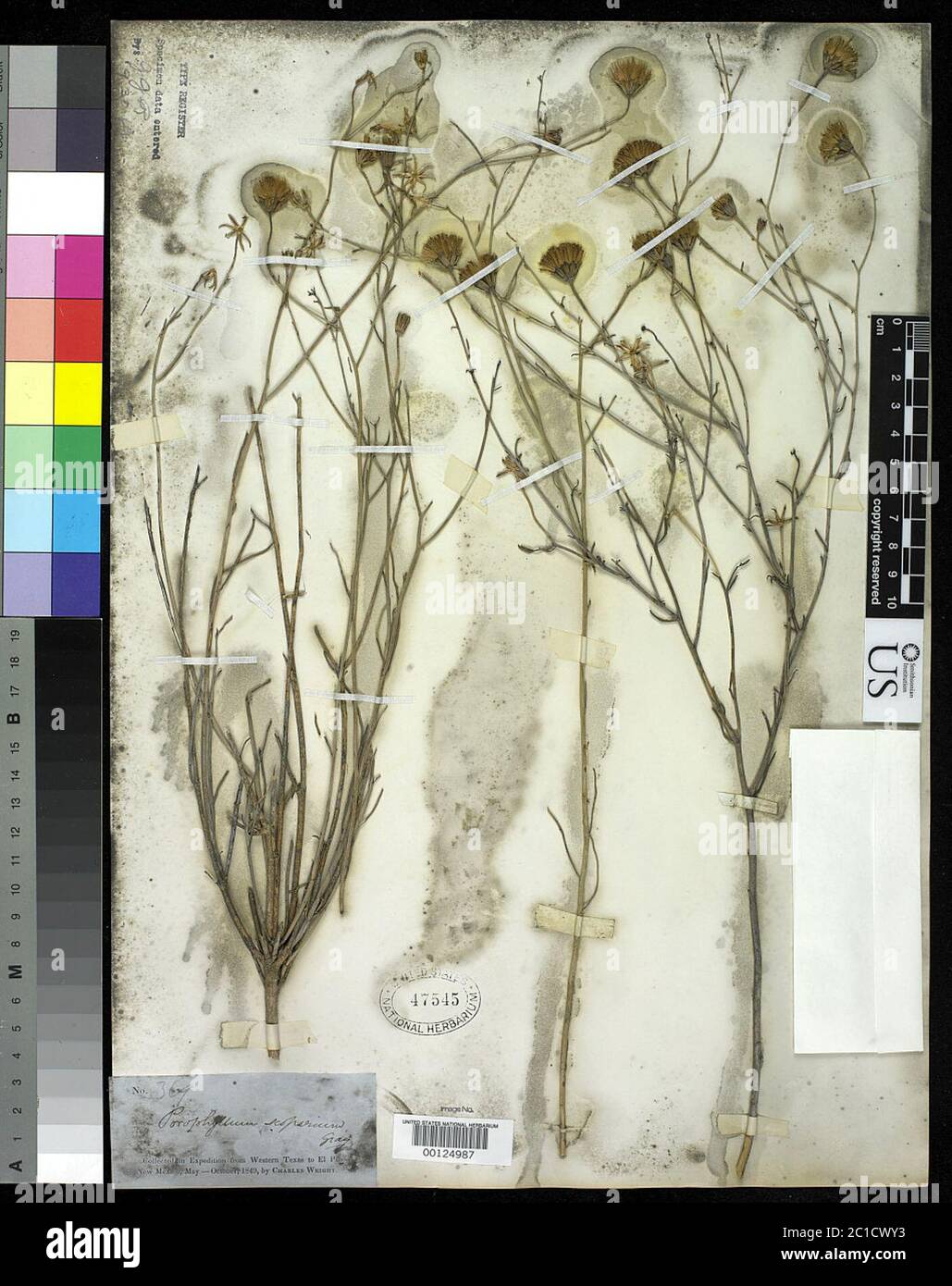 Porophyllum scoparium A Gray Porophyllum scoparium A Gray Stock Photo ...