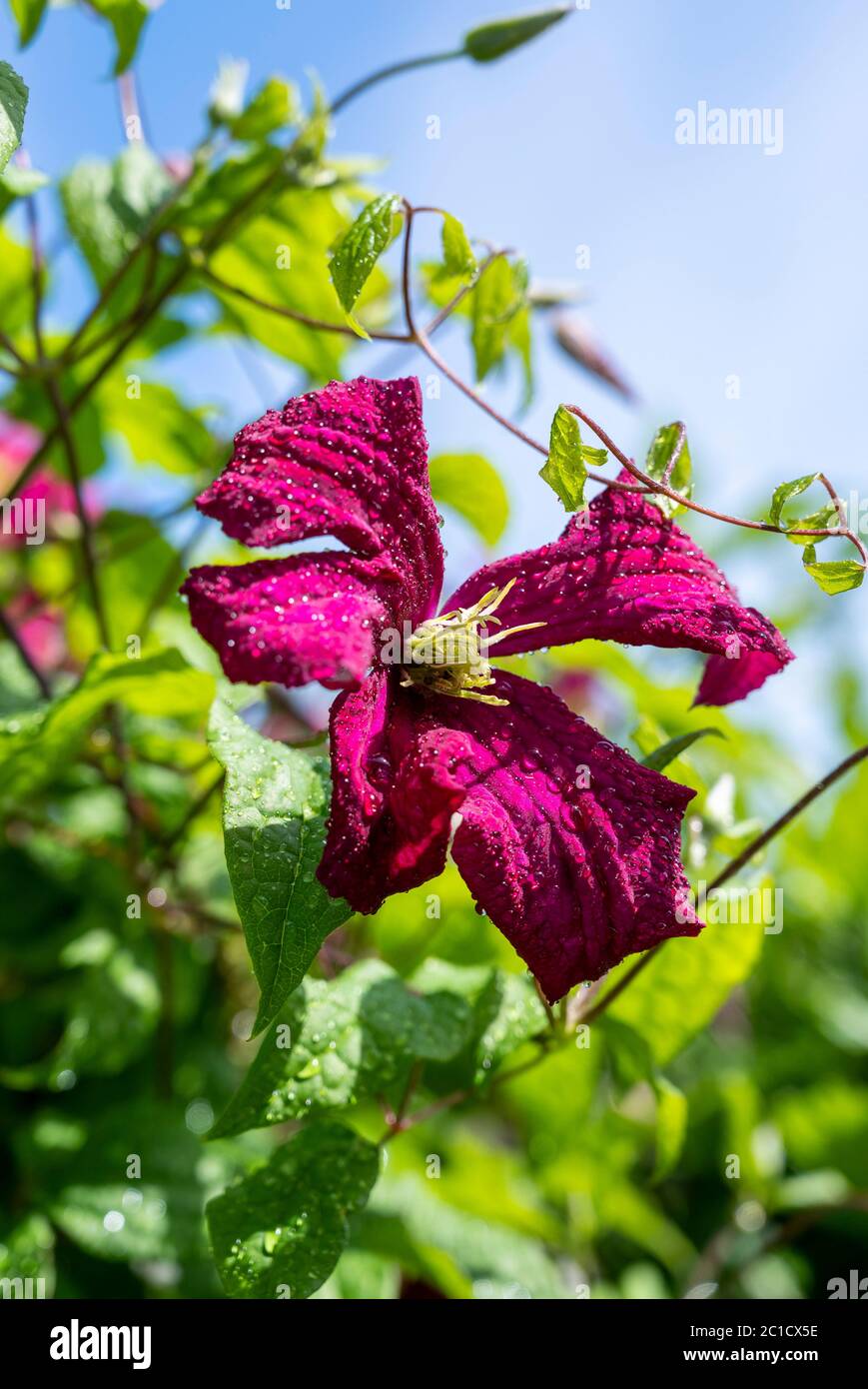 Clematis Rouge Cardinal Vine also known as Old Mans Beard in bloom ...