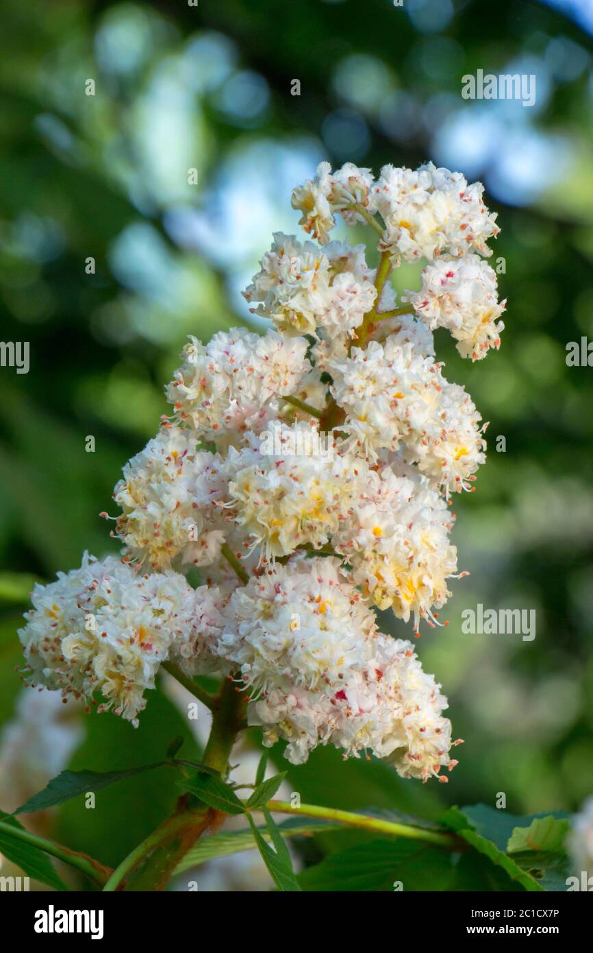White chestnut flowers photographed against the background of lush ...