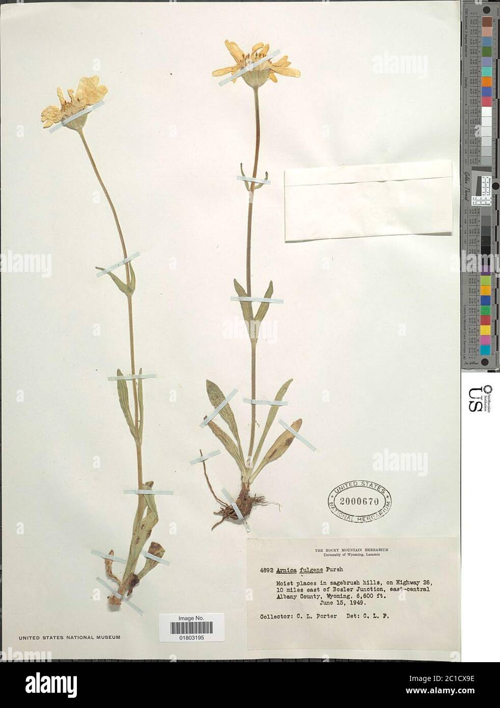 Arnica fulgens Pursh Arnica fulgens Pursh Stock Photo - Alamy