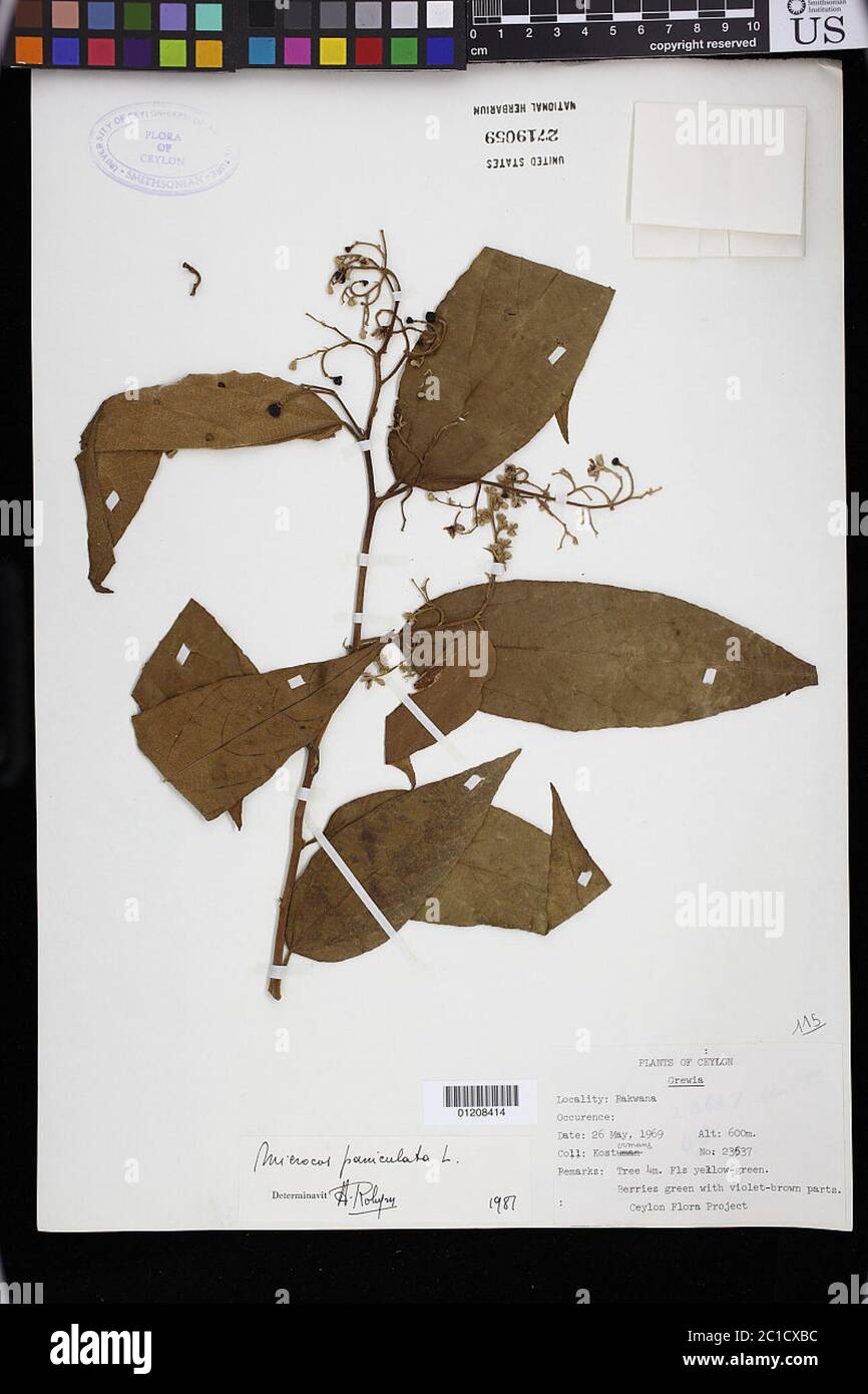 Microcos paniculata L Microcos paniculata L Stock Photo - Alamy