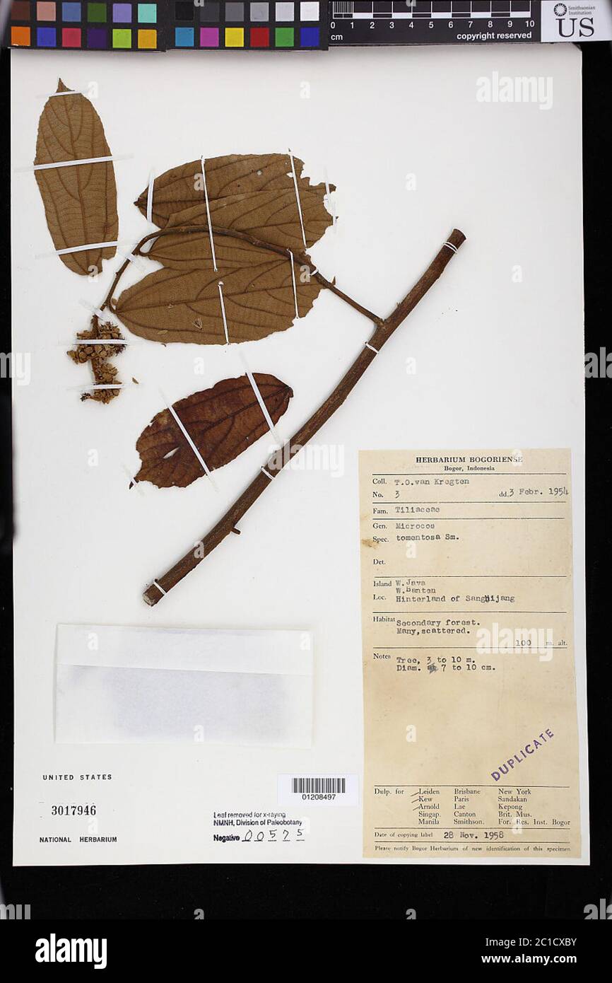 Microcos tomentosa Microcos tomentosa Stock Photo - Alamy