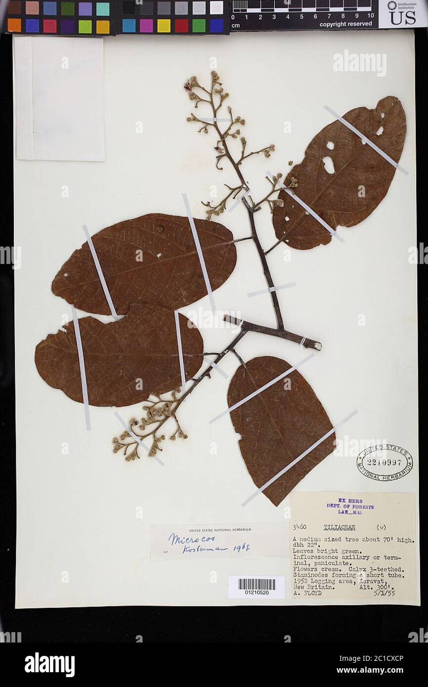 Microcos sp Microcos sp Stock Photo - Alamy