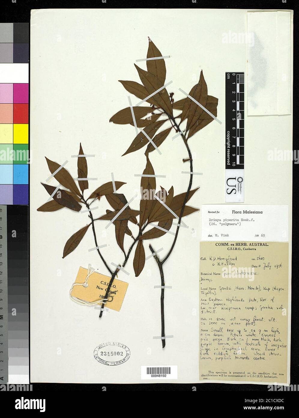 Tasmannia piperita hi-res stock photography and images - Alamy