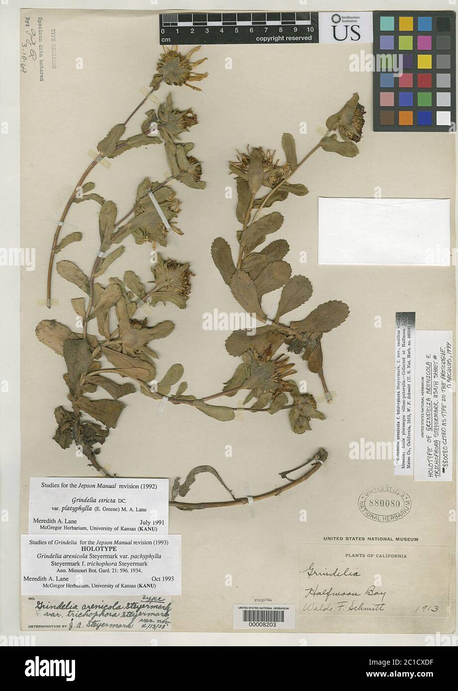 Grindelia arenicola f trichophora Steyerm Grindelia arenicola f ...