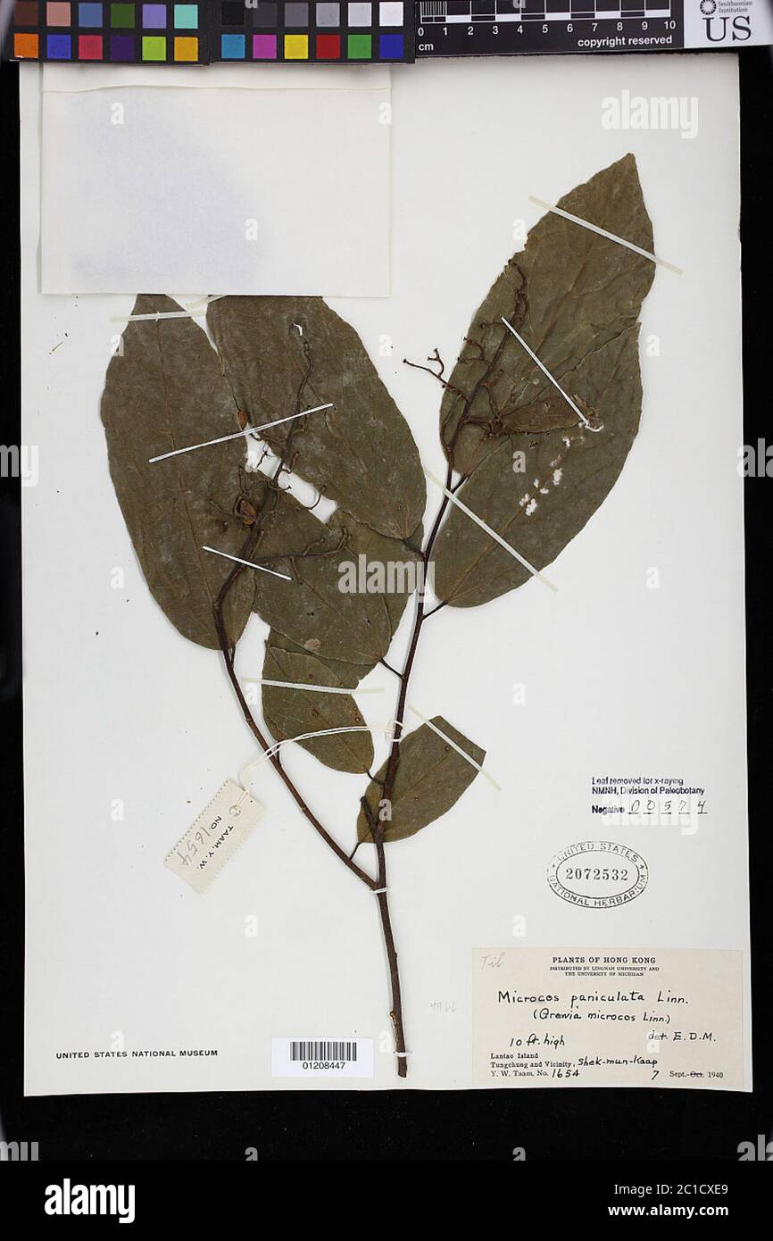 Microcos paniculata L Microcos paniculata L Stock Photo - Alamy