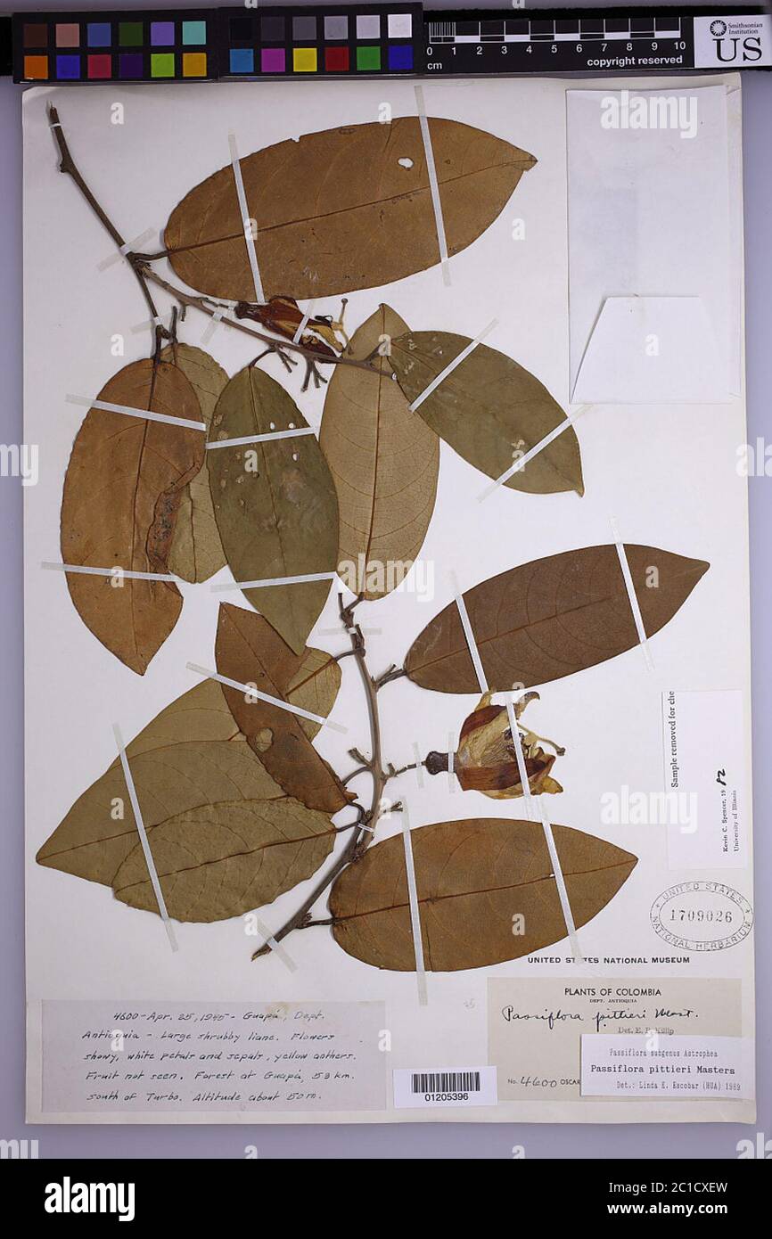 Passiflora pittieri hi-res stock photography and images - Alamy