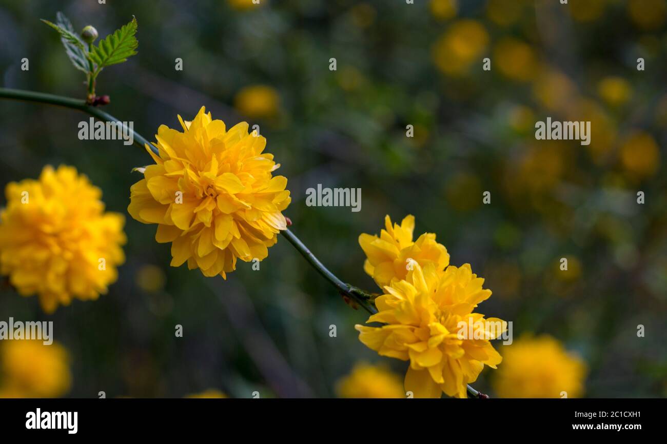 Kerria japonica, a beautiful yellow flowering shrub Stock Photo - Alamy