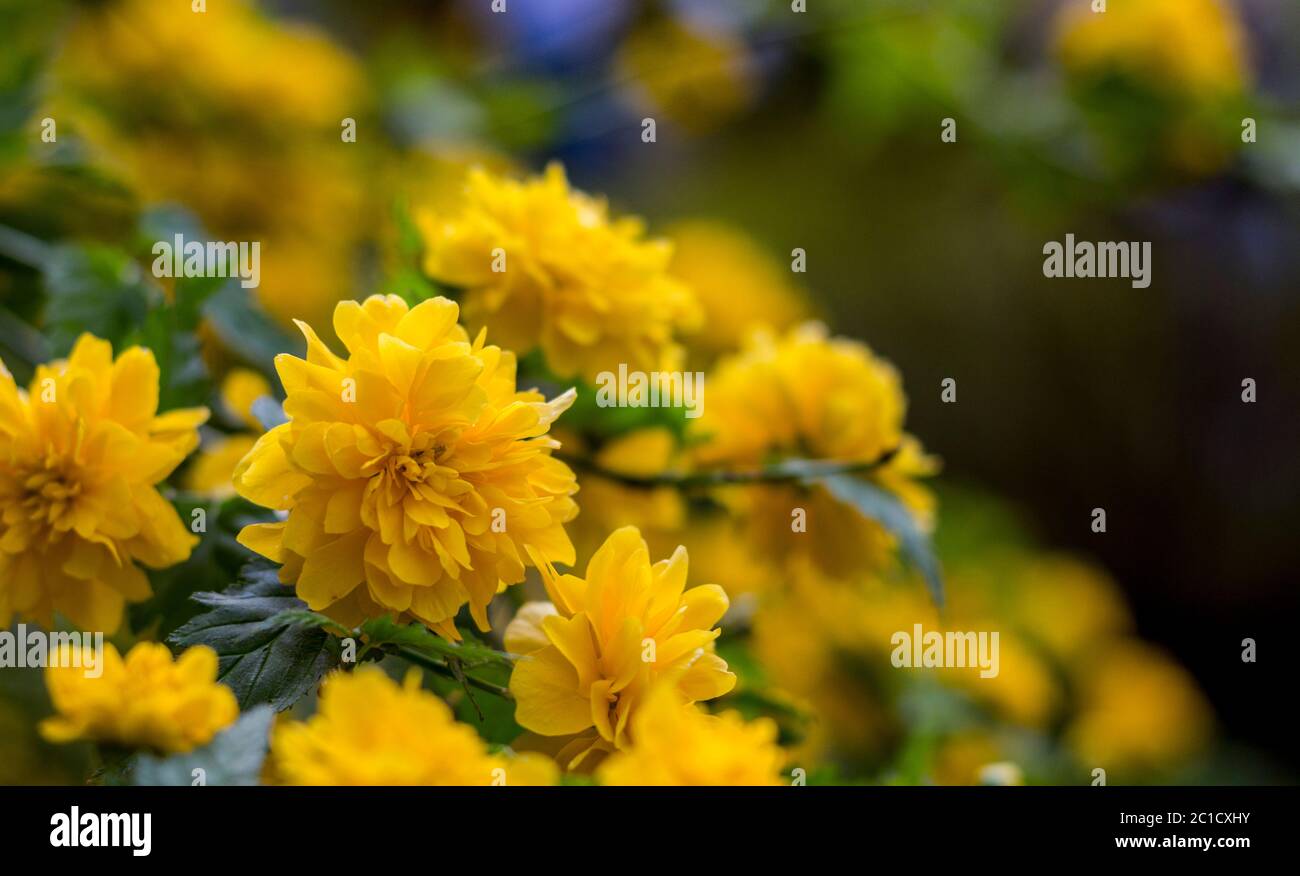 Kerriajaponica hi-res stock photography and images - Alamy