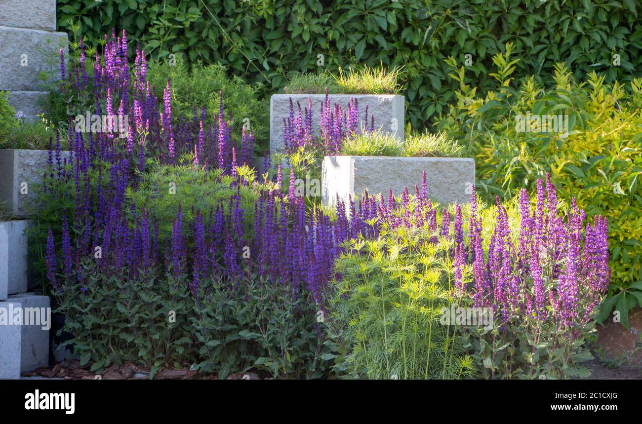 Lavender, violet perennial flowers, use in landscape design Stock Photo ...