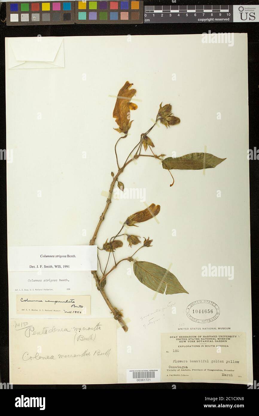 Columnea strigosa Benth Columnea strigosa Benth Stock Photo - Alamy