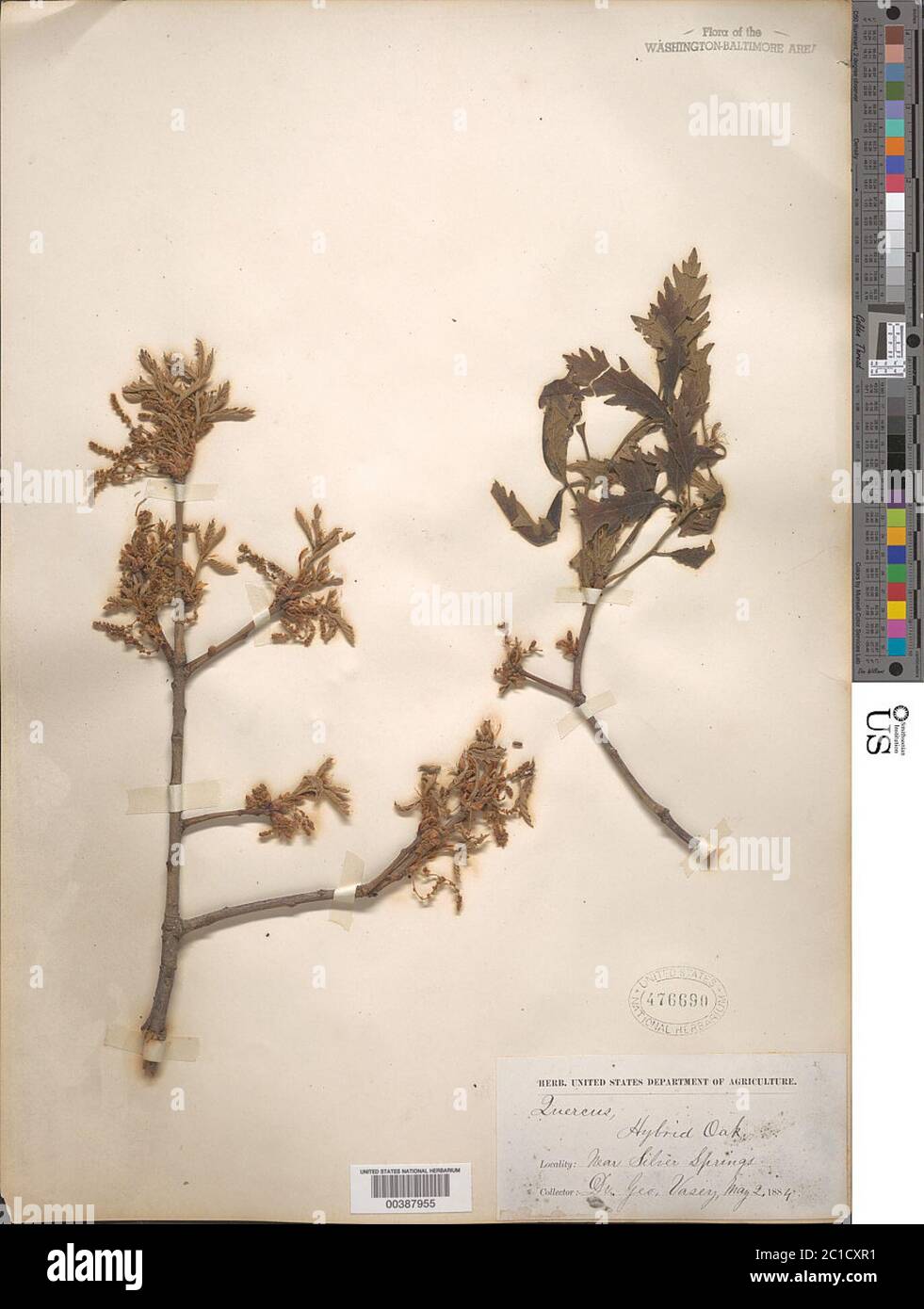 Quercus sp Quercus sp Stock Photo - Alamy