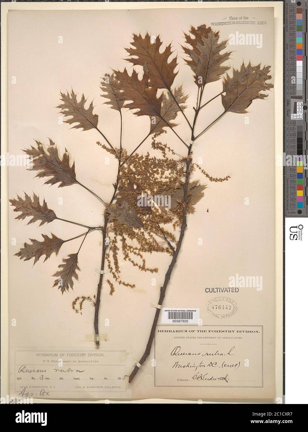 Quercus rubra L Quercus rubra L Stock Photo - Alamy