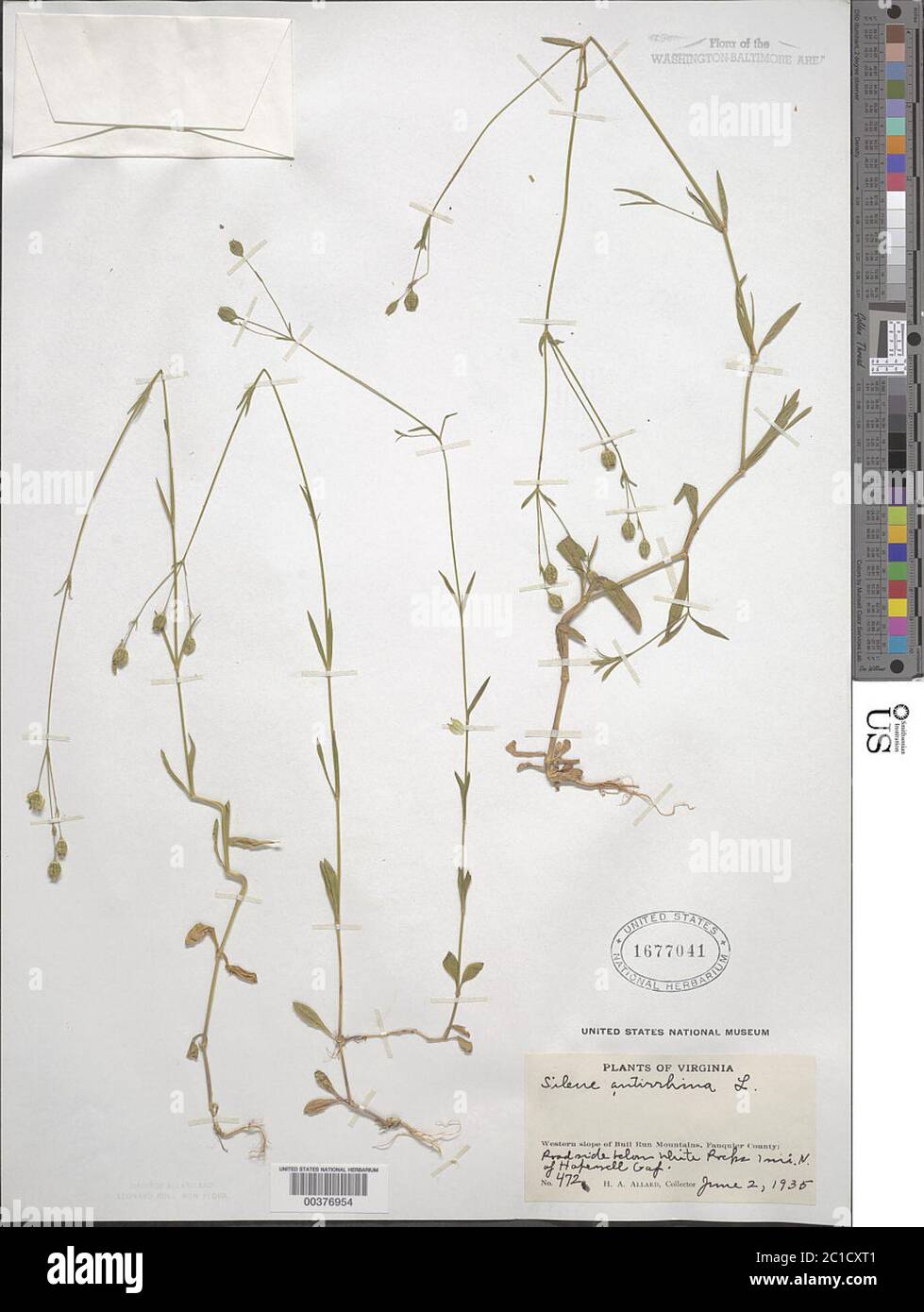 Silene antirrhina hi-res stock photography and images - Alamy
