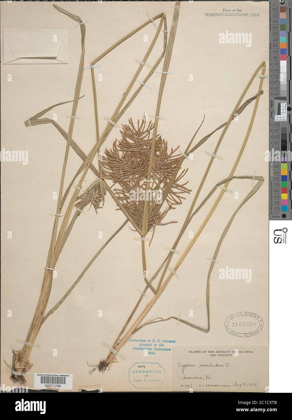 Cyperus esculentus L Cyperus esculentus L Stock Photo - Alamy