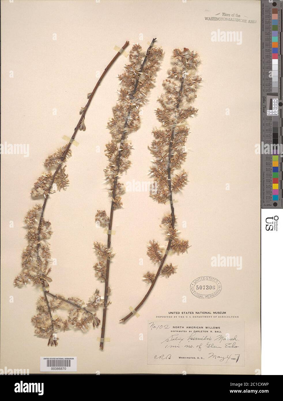 Salix humilis Marshall Salix humilis Marshall Stock Photo - Alamy