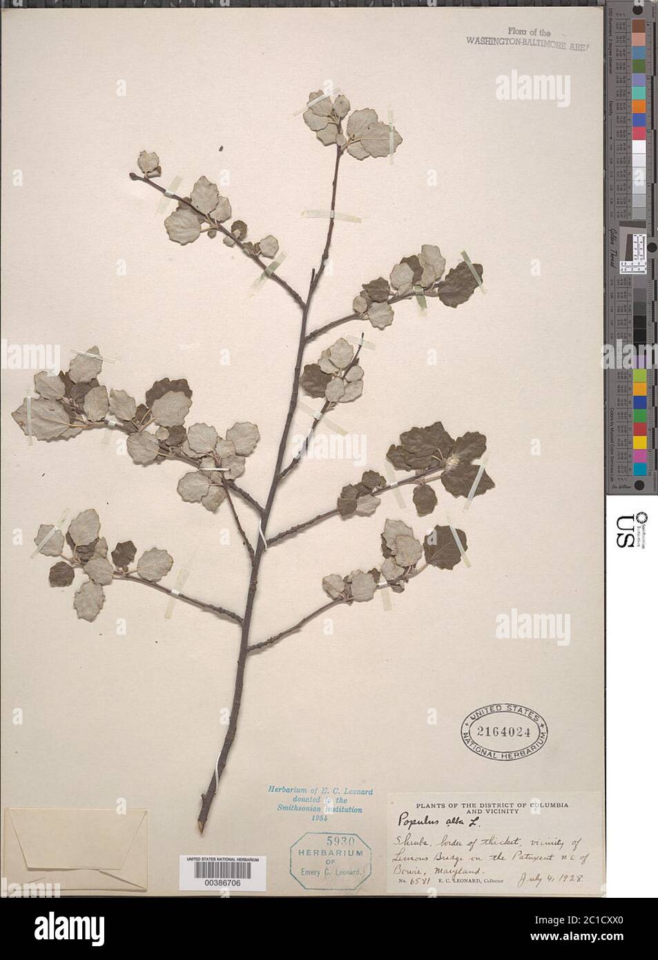 Populus alba L Populus alba L Stock Photo - Alamy