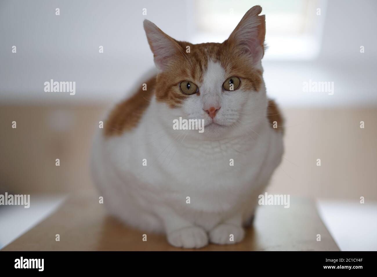 Ginger male posing hi-res stock photography and images - Alamy