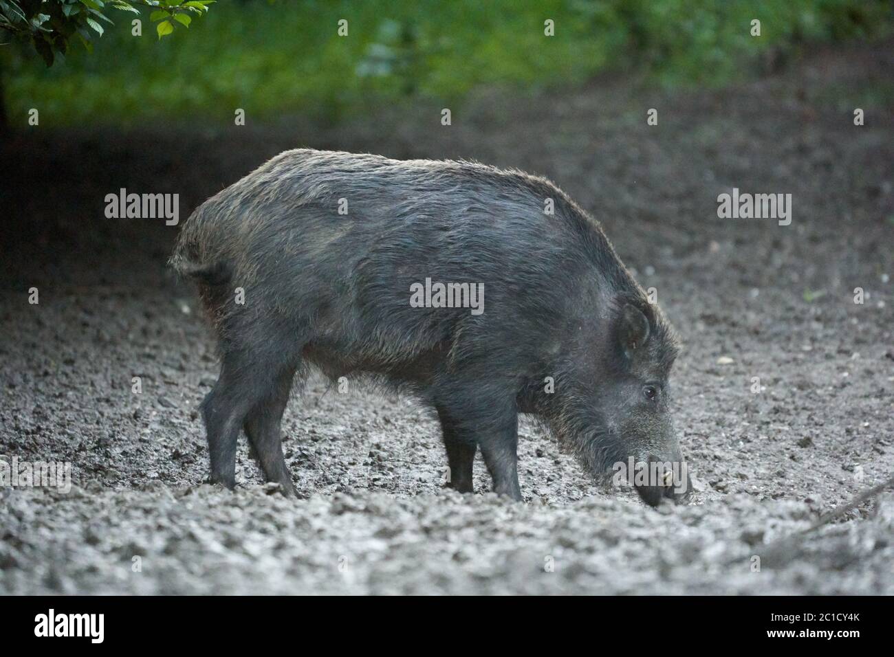 Large adult boar (male wild hog) in the forest Stock Photo - Alamy