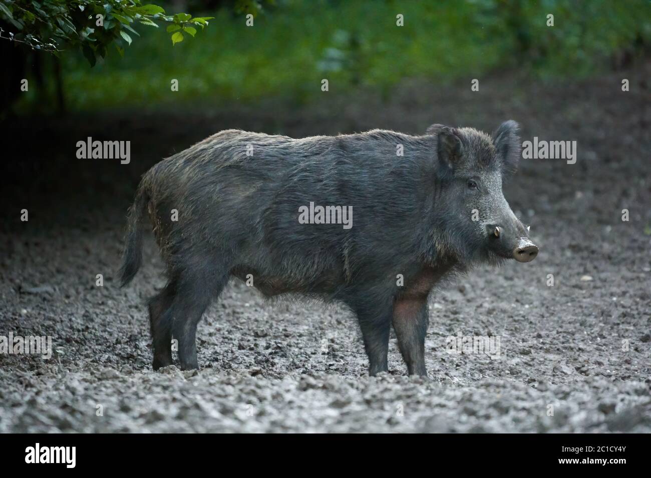Large adult boar (male wild hog) in the forest Stock Photo - Alamy