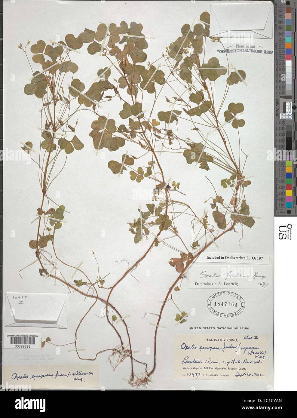 Oxalis stricta L Oxalis stricta L Stock Photo - Alamy