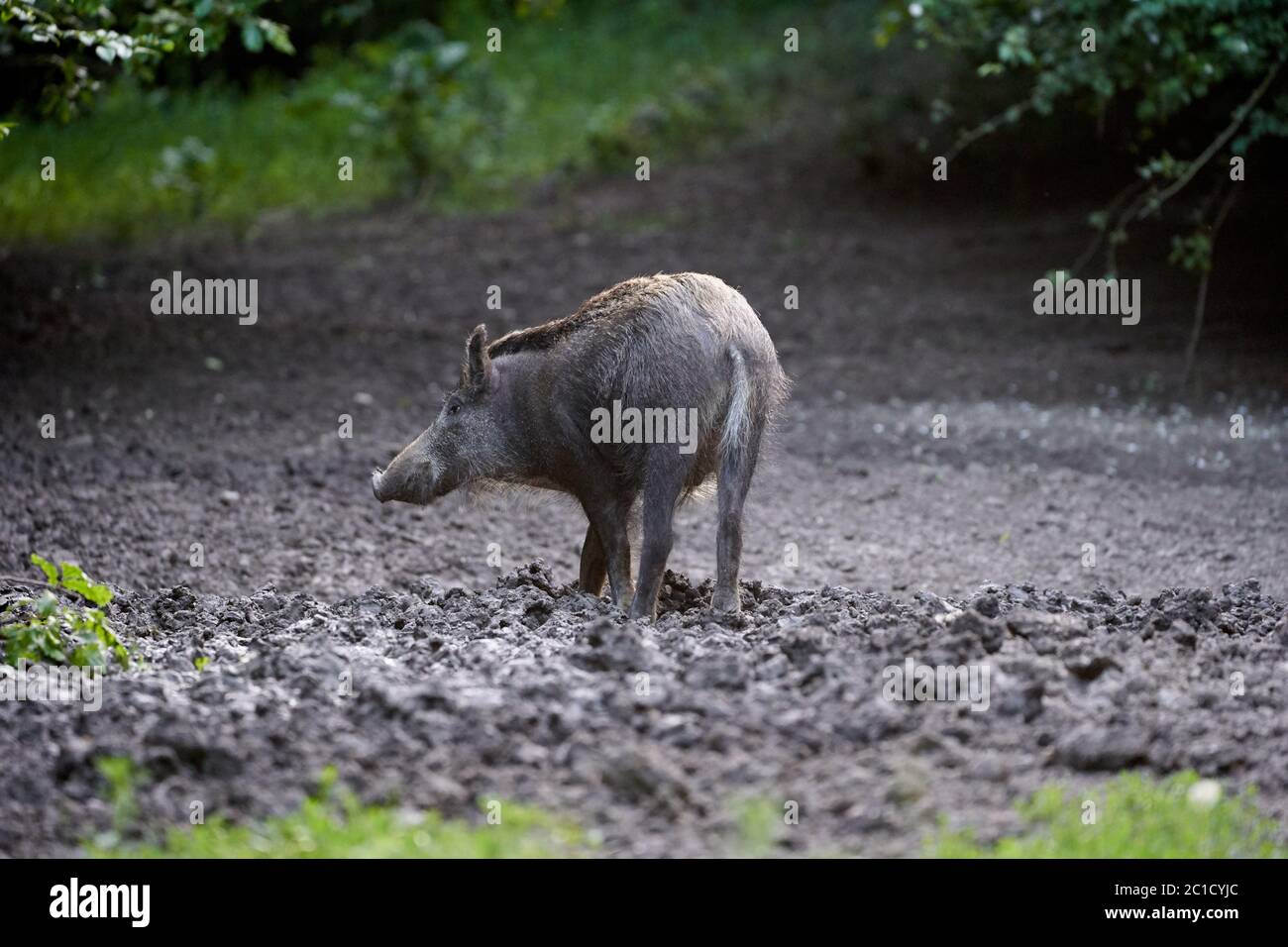 Huge boar in forest hi-res stock photography and images - Alamy