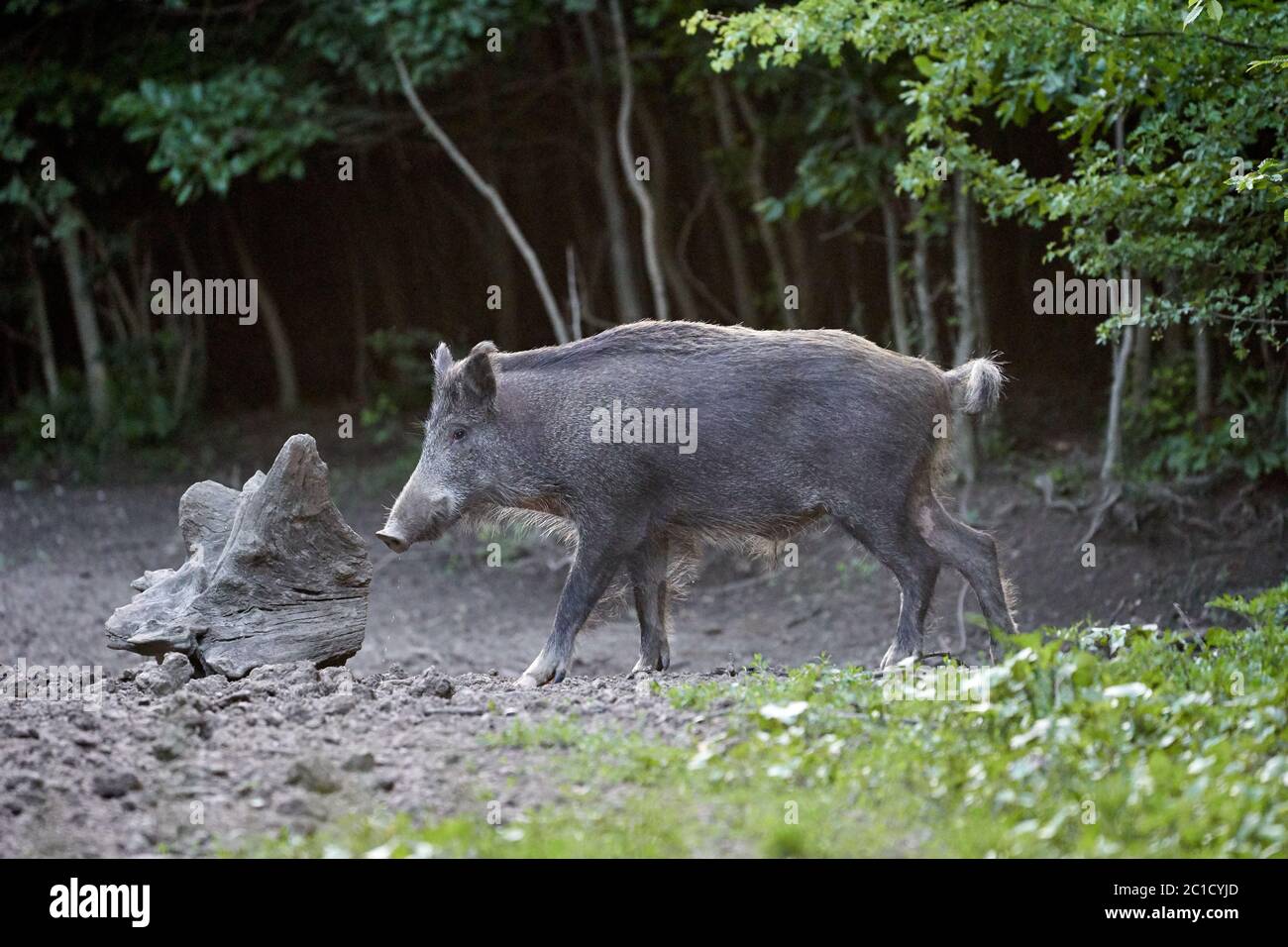 Huge boar in forest hi-res stock photography and images - Alamy
