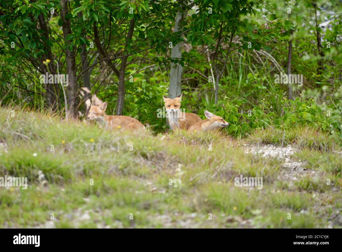 Fox cubs playing around their den Stock Photo - Alamy