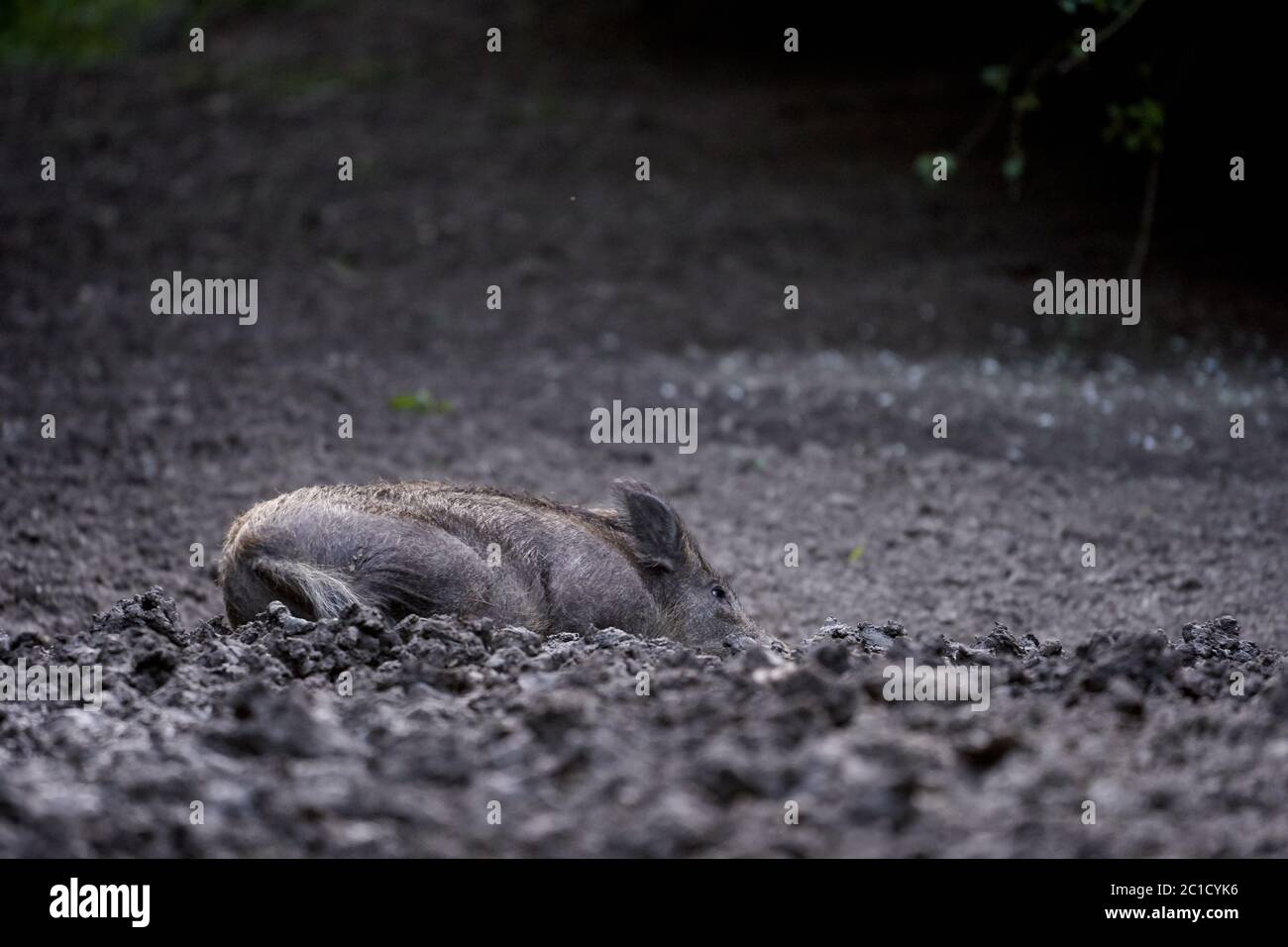 Large adult boar (male wild hog) in the forest Stock Photo - Alamy