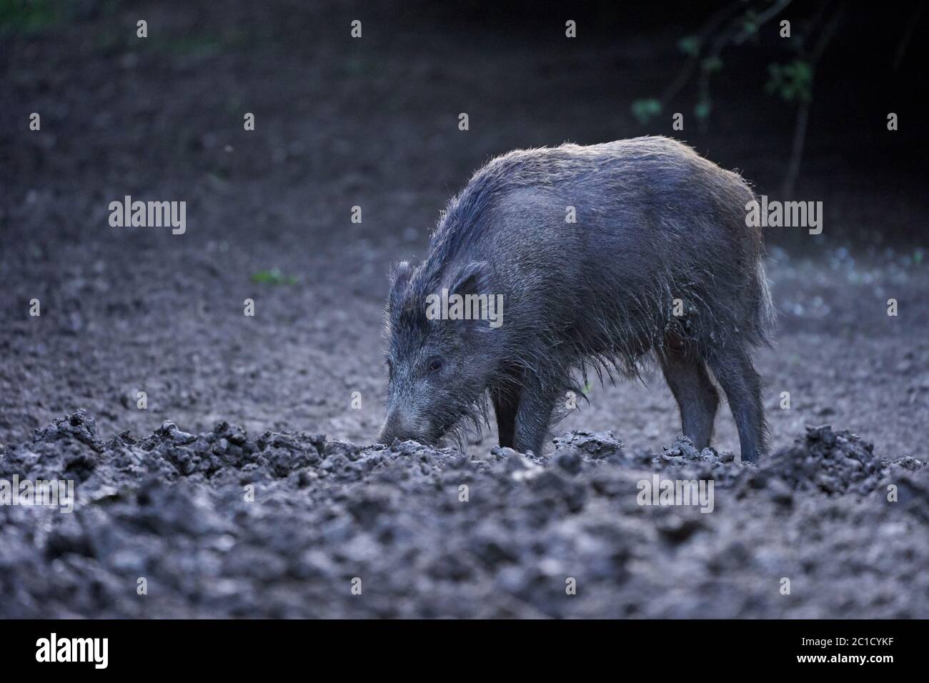Huge boar in forest hi-res stock photography and images - Alamy