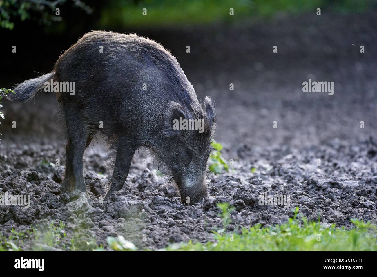 Large adult boar (male wild hog) in the forest Stock Photo - Alamy