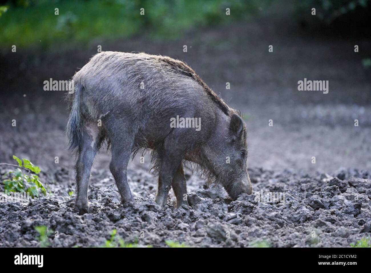 Large adult boar (male wild hog) in the forest Stock Photo - Alamy