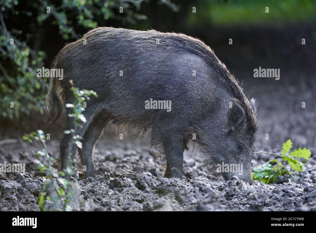 Large adult boar (male wild hog) in the forest Stock Photo - Alamy