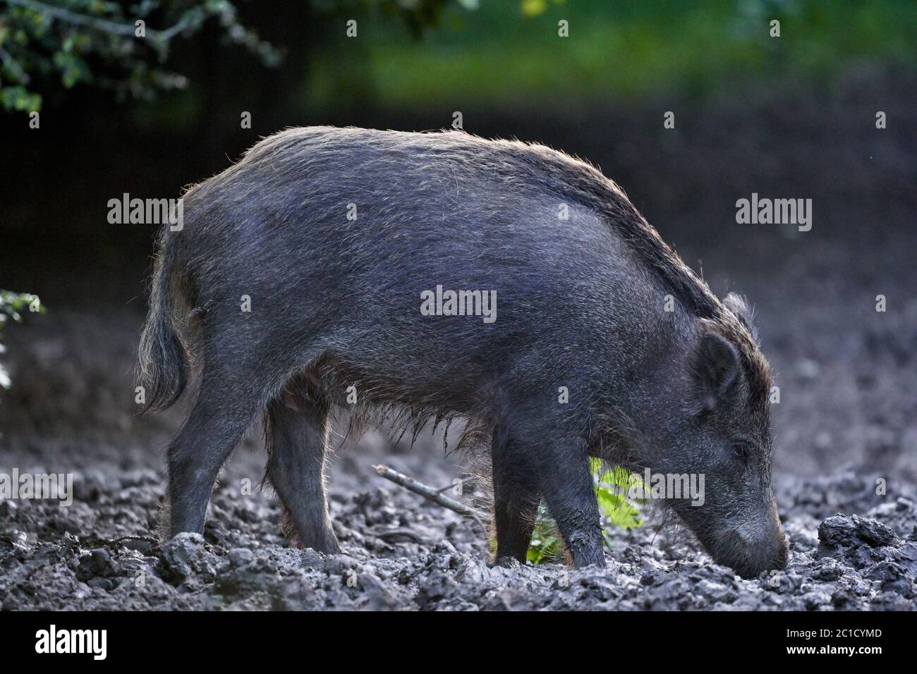 Large adult boar (male wild hog) in the forest Stock Photo - Alamy