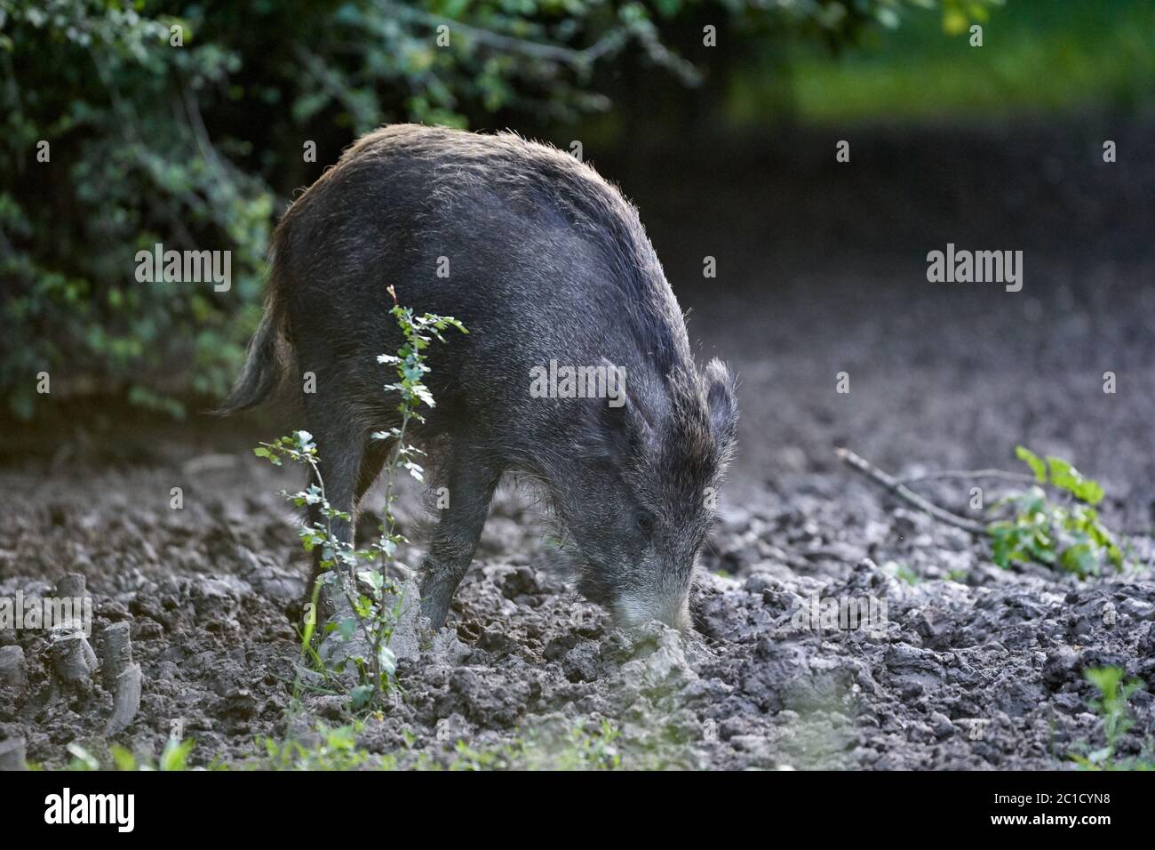 Large adult boar (male wild hog) in the forest Stock Photo - Alamy
