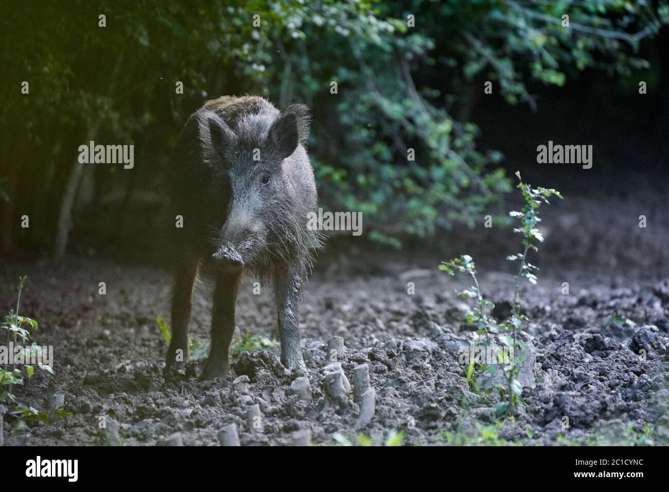 Large adult boar (male wild hog) in the forest Stock Photo - Alamy